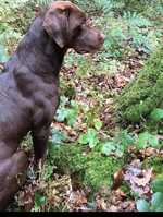 Labrador Retriever Stud Dogs - Champdogs