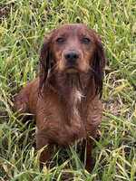 Cocker Spaniel Stud Dogs near Ipswich, Suffolk - Champdogs