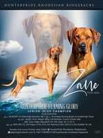 Rhodesian Ridgeback Stud Dogs - Champdogs