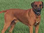 Rhodesian Ridgeback Stud Dogs - Champdogs
