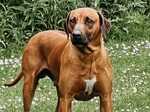 Rhodesian Ridgeback Stud Dogs - Champdogs