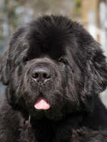 Newfoundland Breeders in England - Champdogs