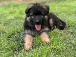 Pedigree German Shepherd Dog Puppies for Sale - Champdogs
