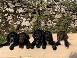 What Is Spaniel Rage