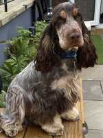 Chocolate Roan & Tan Show Cocker Spaniel Stud Dogs on Champdogs