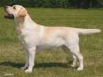 Labrador Retriever Stud Dogs - Champdogs