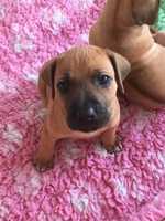 Pedigree Rhodesian Ridgeback Puppies for Sale - Champdogs
