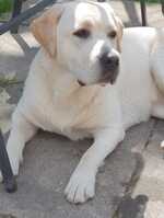 Pedigree Labrador Retriever Puppies for Sale near Bolton, Greater ...