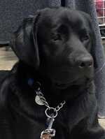 Labrador Retriever Stud Dogs on Champdogs ® : Page 15