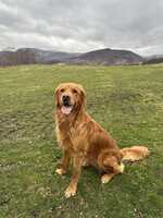 Pedigree Golden Retriever Puppies for Sale - Champdogs ® : Page 2