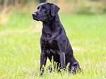 Labrador Retriever Stud Dogs on Champdogs ® : Page 16