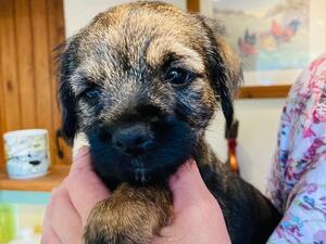 Pedigree KC Registered Grizzle Dual Purpose Border Terrier Puppies in ...