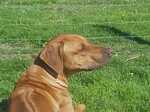 Rhodesian Ridgeback Stud Dogs - Champdogs