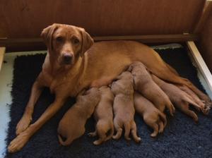 Pedigree KC Registered Yellow Working Labrador Retriever Puppies in ...
