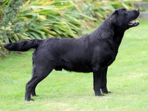 Pedigree KC Registered Black Show Labrador Retriever Puppies in ...