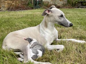 Pedigree KC Registered Show Whippet Puppies in Adstone Towcester ...