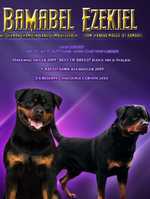 Rottweiler Stud Dogs - Champdogs