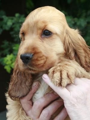 Pedigree KC Registered Show Cocker Spaniel Puppies born 20/05/12