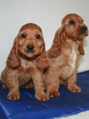 Pedigree KC Registered Cocker Spaniel Puppies in WREXHAM, CLWYD born 20 ...