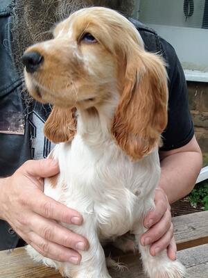 Pedigree KC Registered Orange Roan Show Cocker Spaniel Puppies in ...