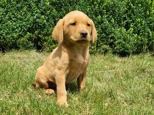 Pedigree KC Registered Yellow Working Labrador Retriever Puppies born ...