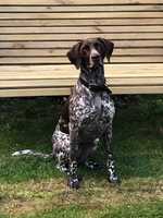 Pedigree German Shorthaired Pointer Puppies for Sale - Champdogs
