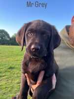Pedigree Labrador Retriever Puppies for Sale - Champdogs