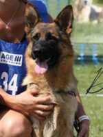 Pedigree German Shepherd Dog Puppies for Sale - Champdogs