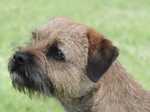 Red Grizzle Border Terrier Stud Dogs on Champdogs