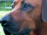 Rhodesian Ridgeback Stud Dogs - Champdogs