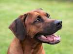 Rhodesian Ridgeback Stud Dogs on Champdogs
