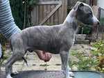 Whippet Puppies for Sale