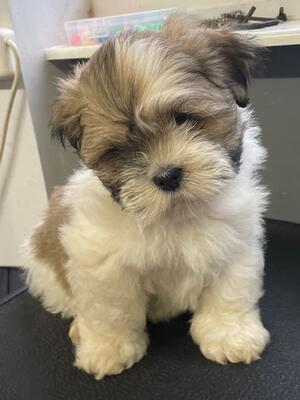 Pedigree KC Registered Gold & White Lhasa Apso Puppies in Nr Preston ...