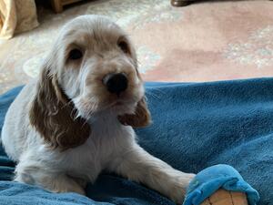 Pedigree KC Registered Orange Roan Show Cocker Spaniel Puppies born 14 ...