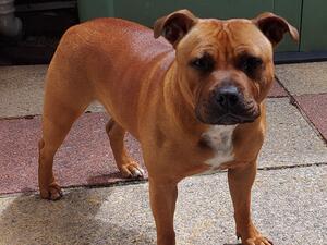 Pedigree KC Registered Red Staffordshire Bull Terrier Puppies in RCT ...