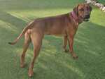 Rhodesian Ridgeback Stud Dogs on Champdogs