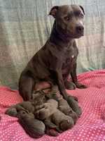Blue Brindle Staffordshire Bull Terrier Puppies for Sale