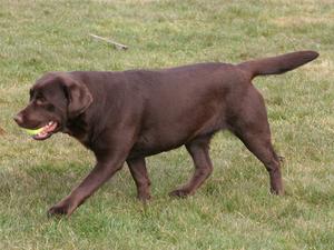 Pedigree KC Registered Labrador Retriever Puppies in Broxburn, West ...