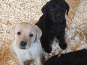 Pedigree KC Registered Show Labrador Retriever Puppies in Broxburn ...