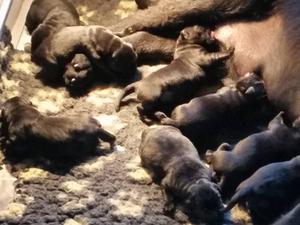 Pedigree KC Registered Show Labrador Retriever Puppies in Broxburn ...