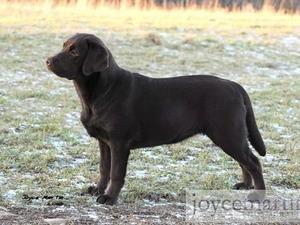 Pedigree KC Registered Labrador Retriever Puppies in Broxburn, West ...