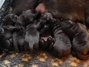 Pedigree KC Registered Show Labrador Retriever Puppies in Broxburn ...