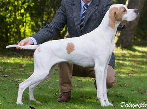 Pedigree KC Registered Pointer Puppies in Gateshead, Tyne & Wear born ...