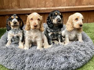 Pedigree KC Registered Orange Roan Show Cocker Spaniel Puppies in ...