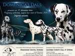 Dalmatian Puppies for Sale