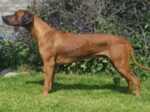 Rhodesian Ridgeback Stud Dogs - Champdogs