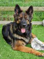 Pedigree German Shepherd Dog Puppies for Sale - Champdogs