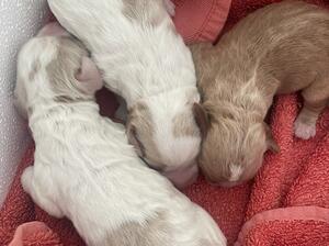 Pedigree KC Registered Working Cocker Spaniel Puppies in Bridgend ...