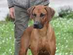 Rhodesian Ridgeback Stud Dogs - Champdogs