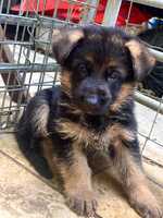 Pedigree German Shepherd Dog Puppies for Sale - Champdogs